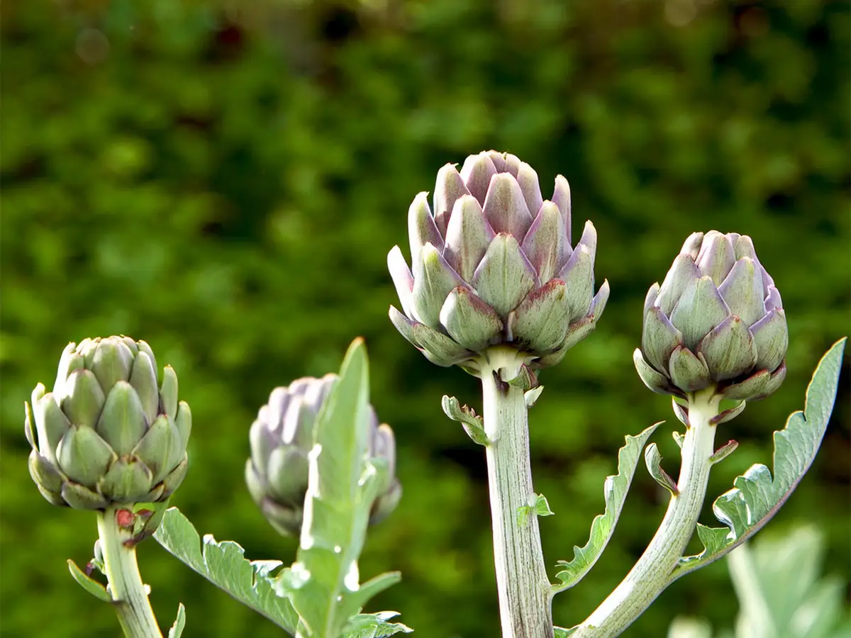 Okey-Dokey Artichokey - Edible Santa Barbara and Wine Country