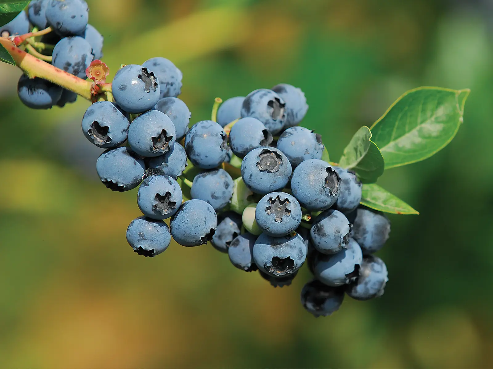 It's Time To Plant Blueberries - Edible Santa Barbara and Wine Country