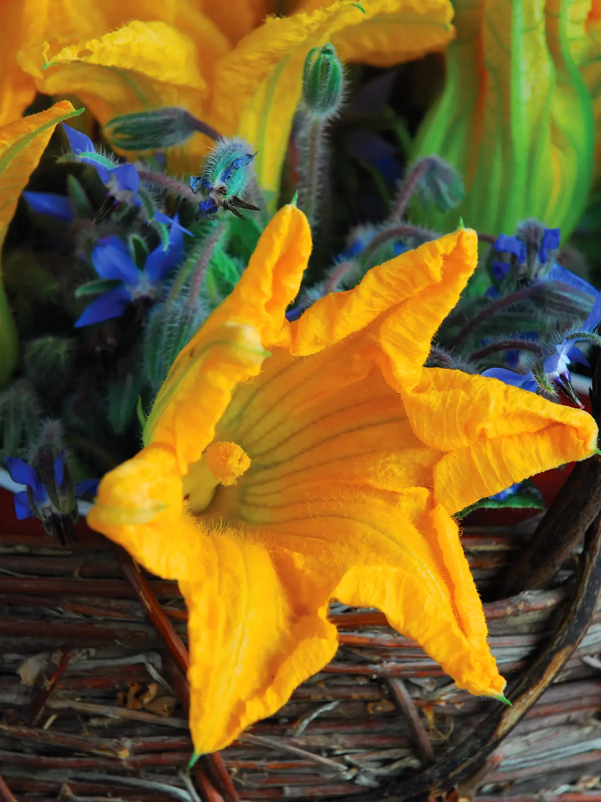 Edible Flowers - Edible Santa Barbara and Wine Country