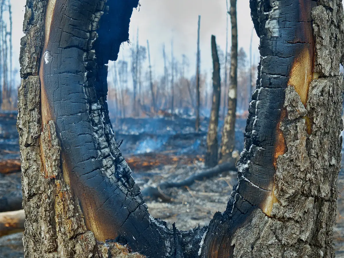 Ash Aftermath - Edible Santa Barbara and Wine Country