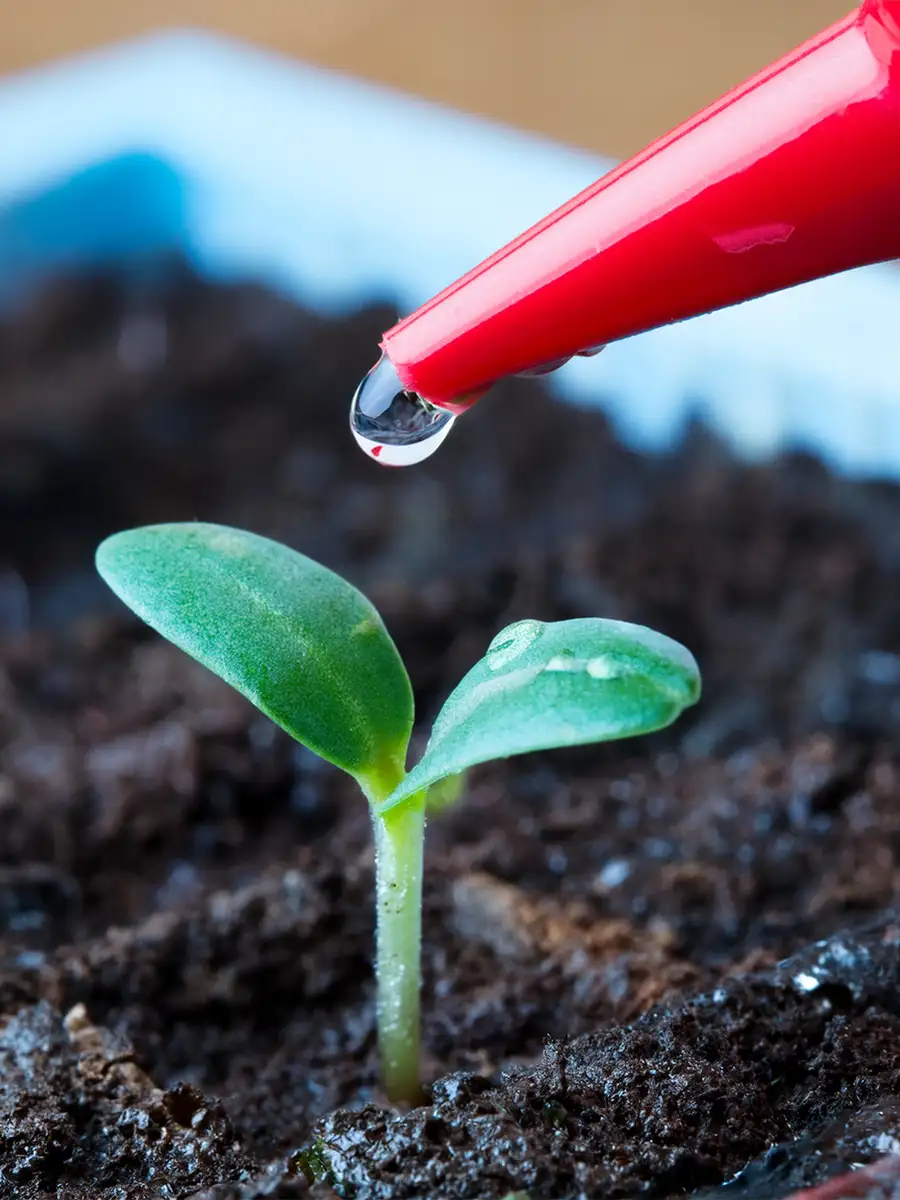 Conserving Water: Making Every Precious Drop Count - Edible Santa ...