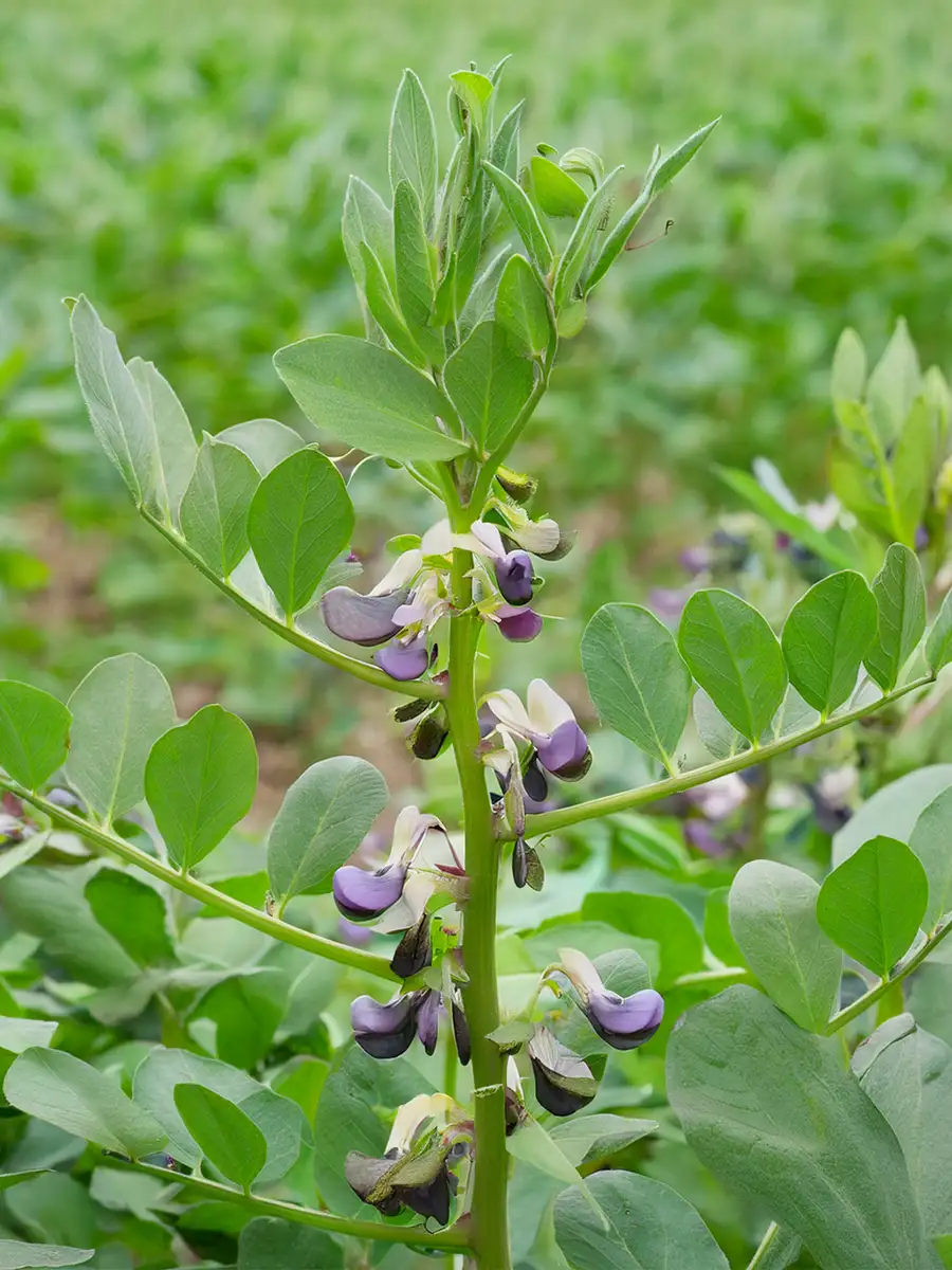 Uncovering Cover Crops - Edible Santa Barbara and Wine Country