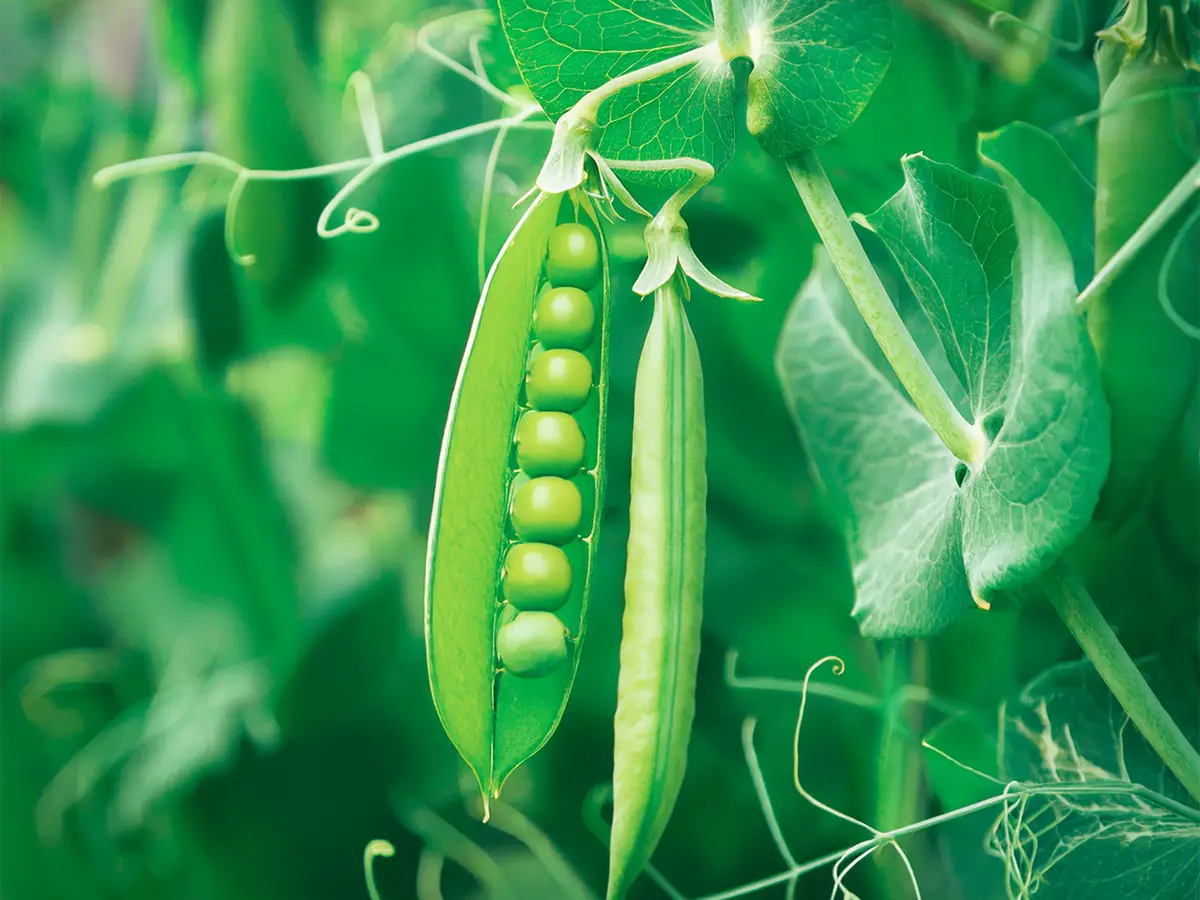 More Peas, Please - Edible Santa Barbara and Wine Country